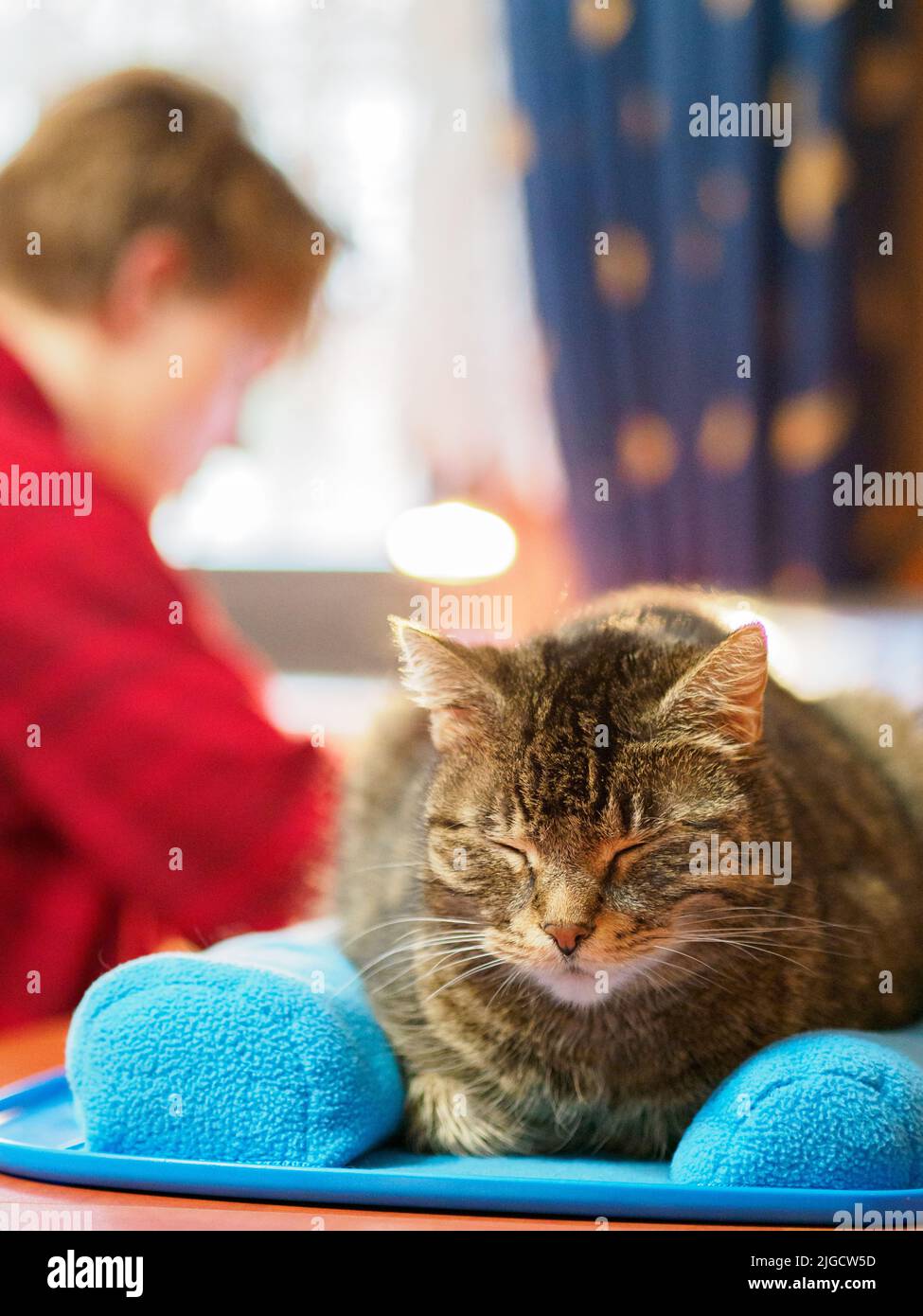 Student and cat learning from home Stock Photo - Alamy
