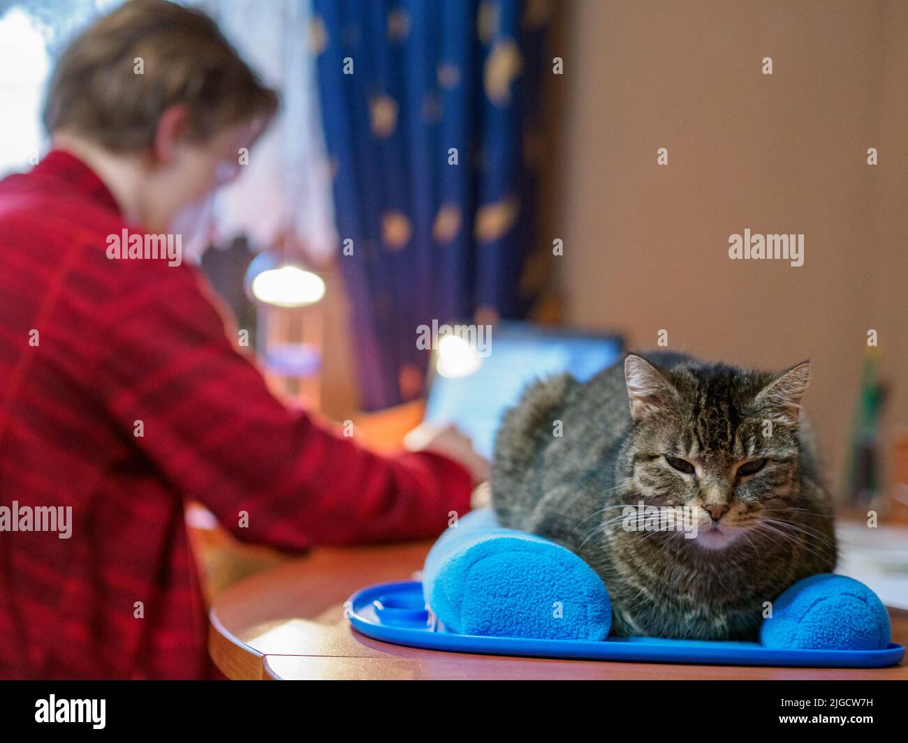 Student and cat learning from home Stock Photo - Alamy
