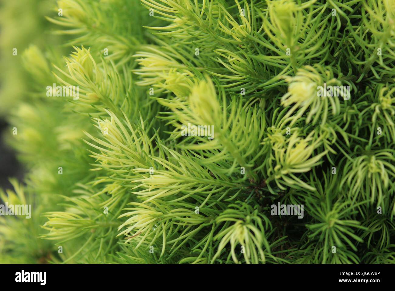 coniferous tree with green needles. cultivation of coniferous lei. Yard ...