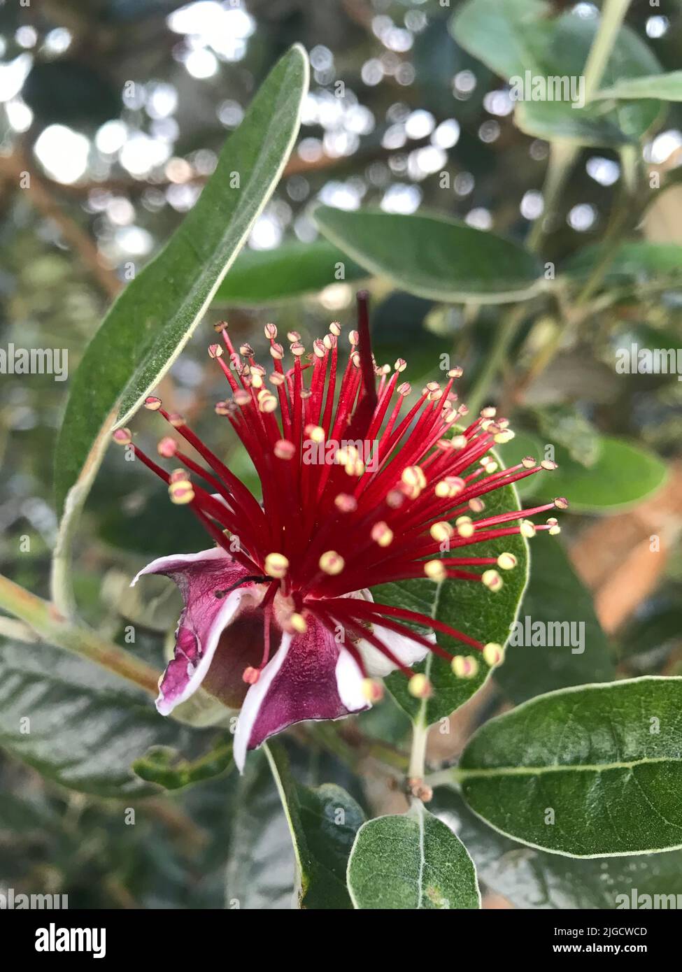 Feijoa bloom hi-res stock photography and images - Alamy