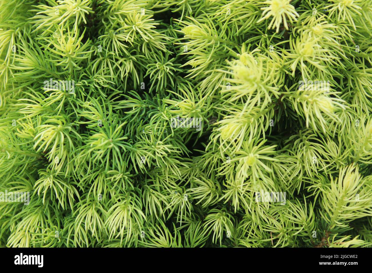 coniferous tree with green needles. cultivation of coniferous lei. Yard ...