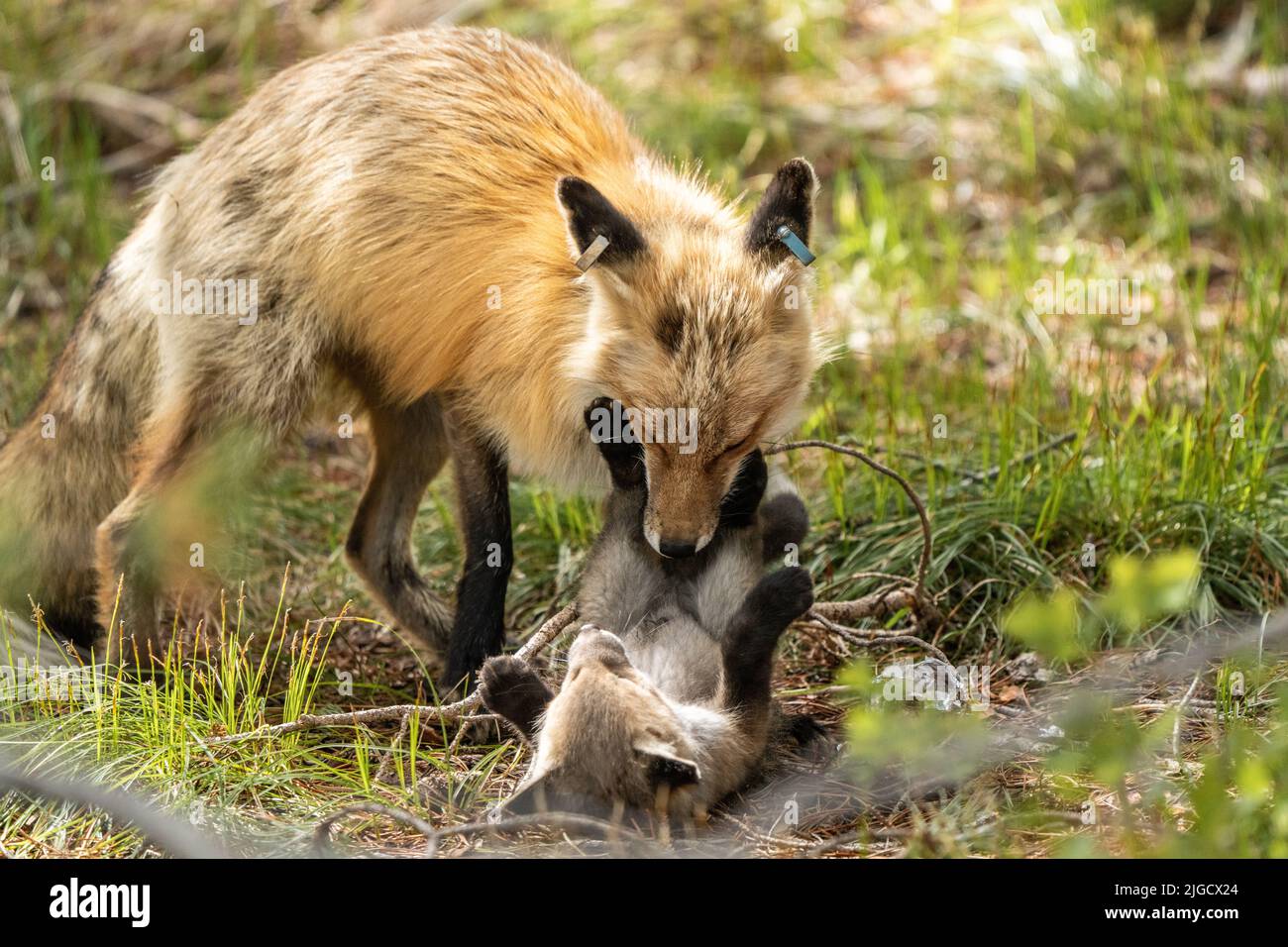 A Red fox kit plays with the mother fox during springtime at Grand ...