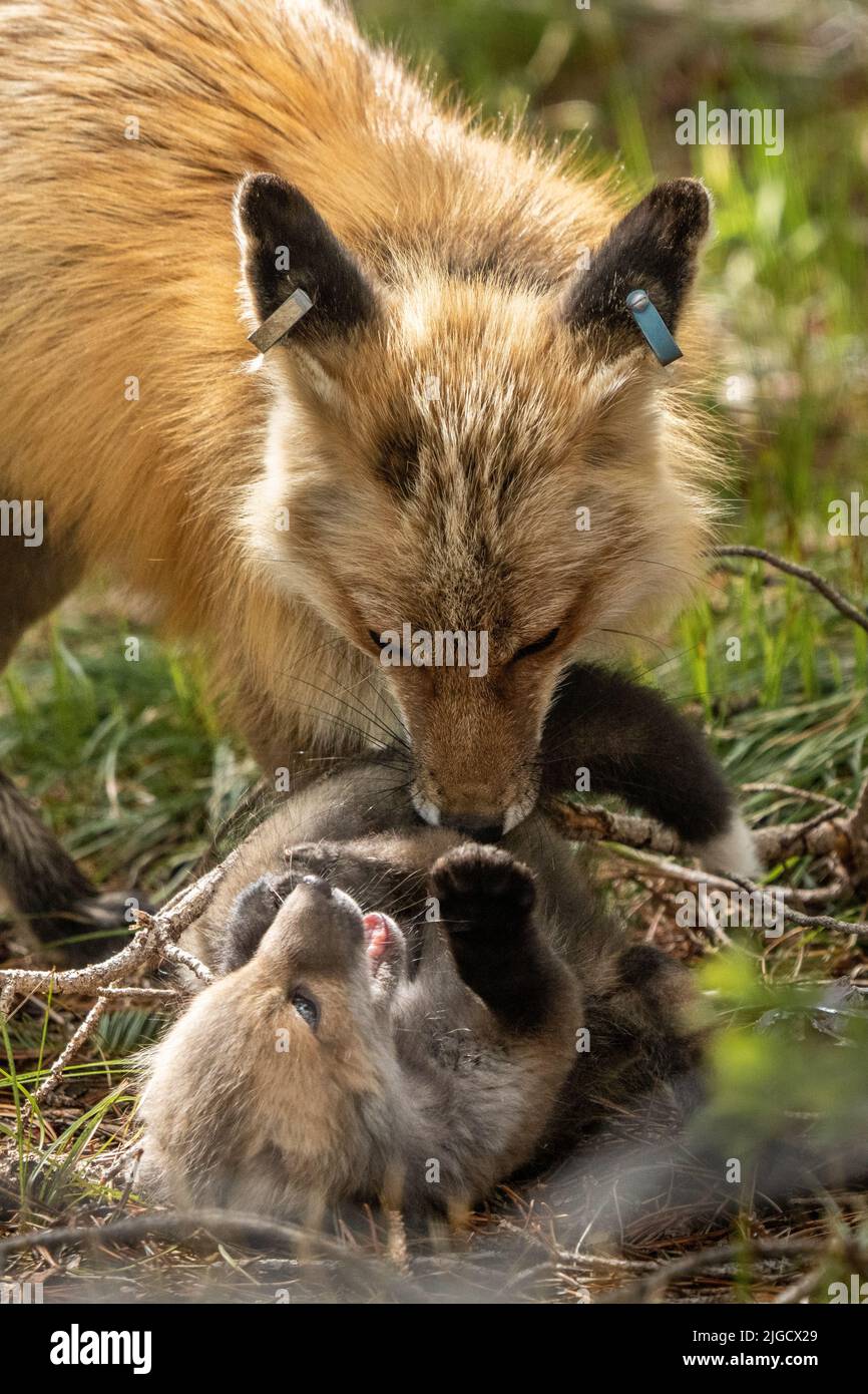 A Red fox kit plays with the mother fox during springtime at Grand ...