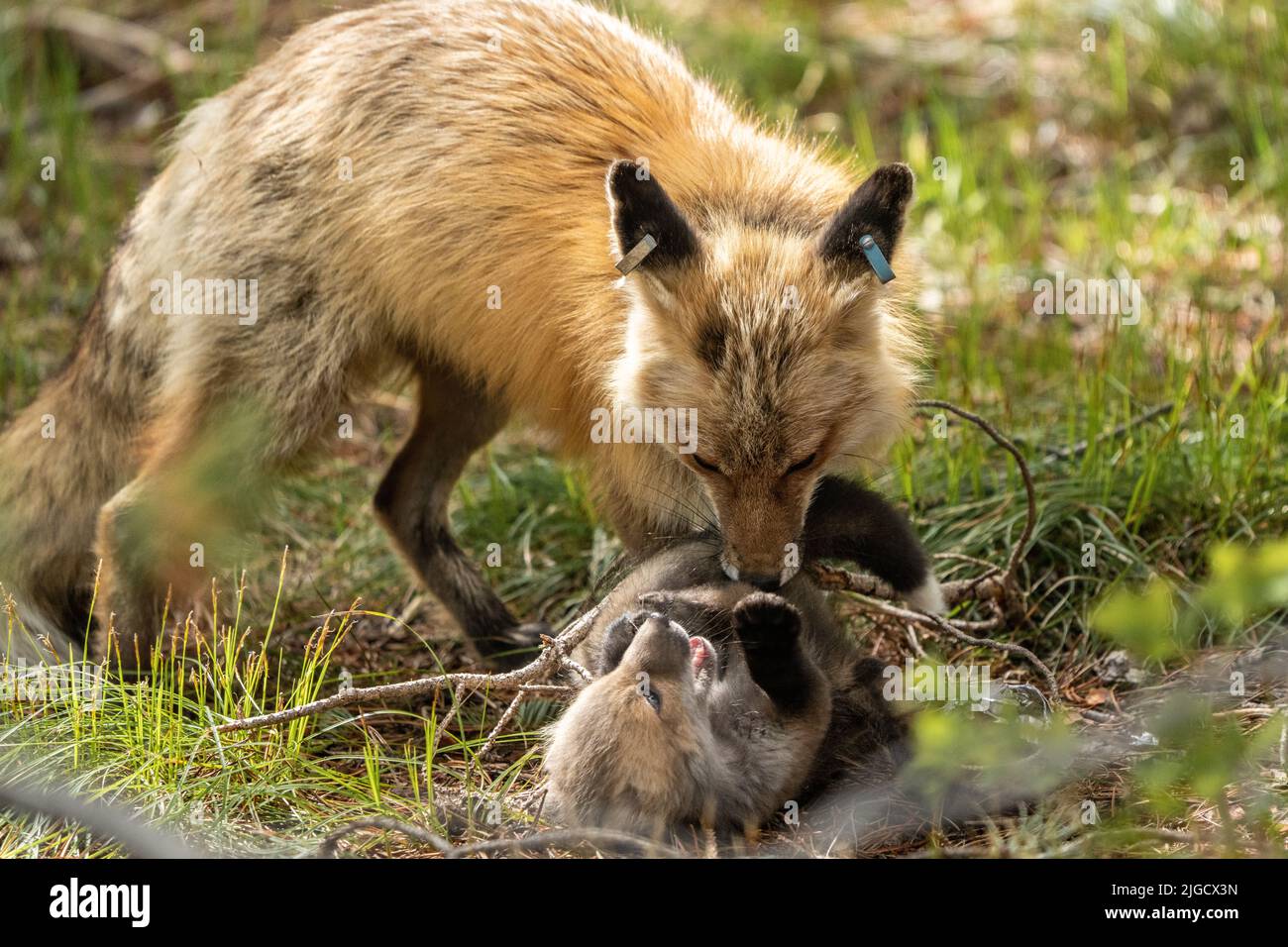 A Red fox kit plays with the mother fox during springtime at Grand ...