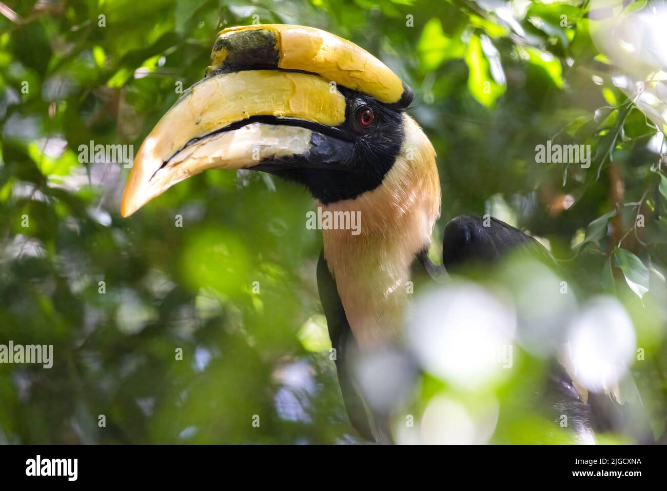 A two-horned Kalao sits on a branch in the rainforest under sun rays ...