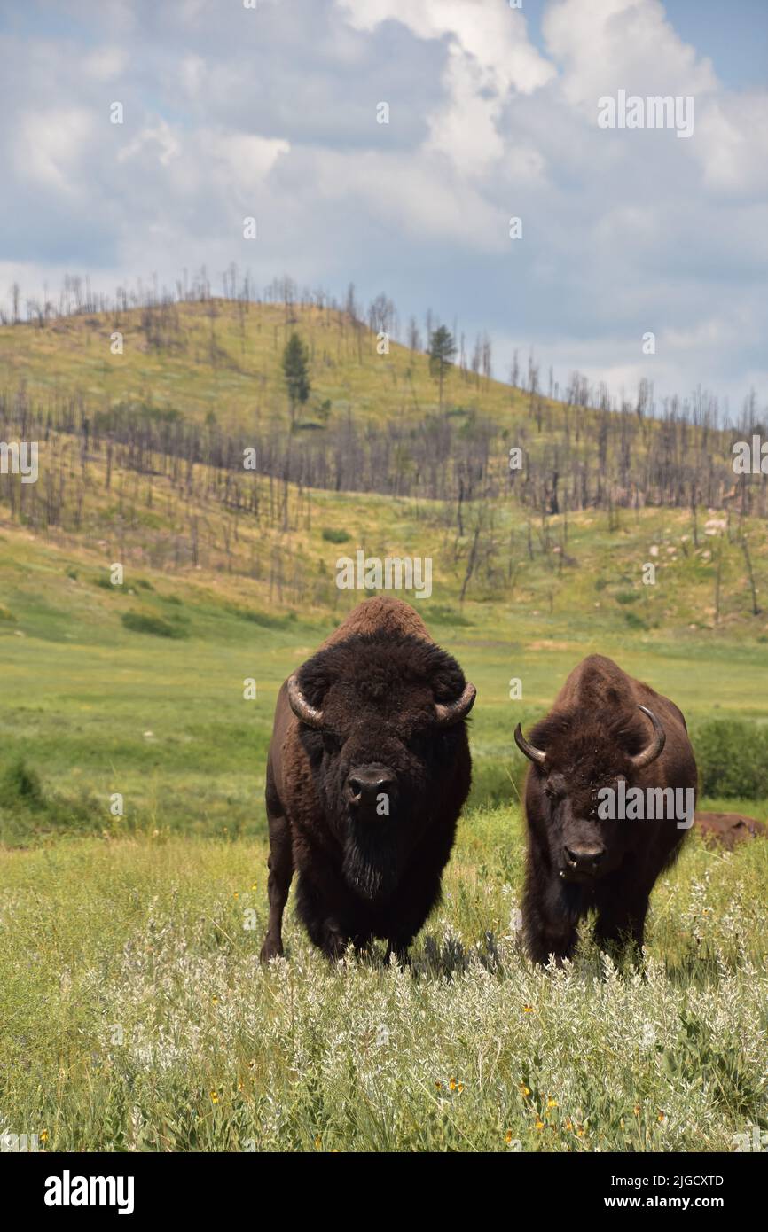 Stunning bison pair standing in a grass field on a summer day Stock ...