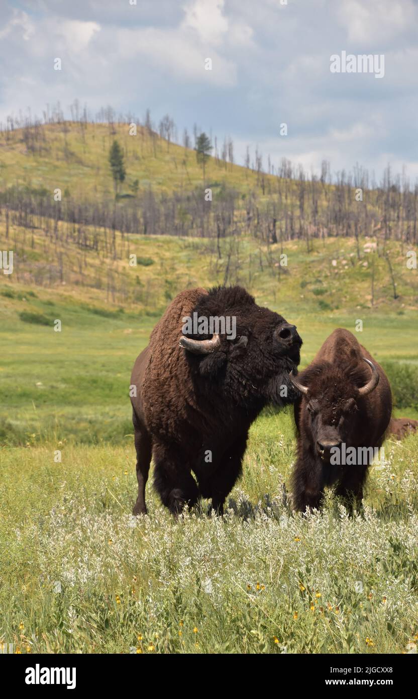 Pair of mating bison in a grass field in the summer time Stock Photo ...