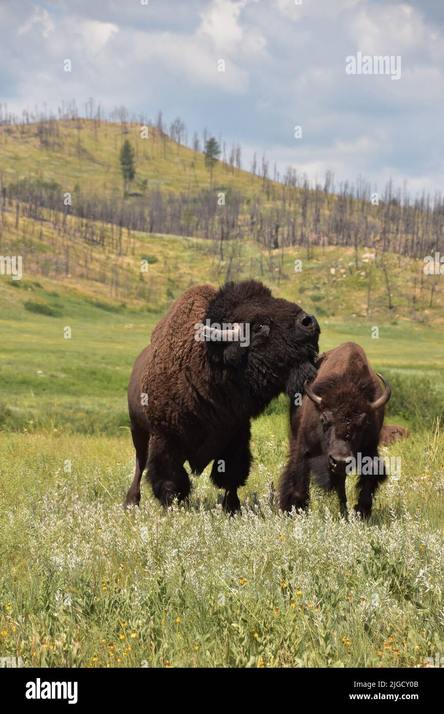 American buffalo bill with a mate in a grass filled field Stock Photo ...