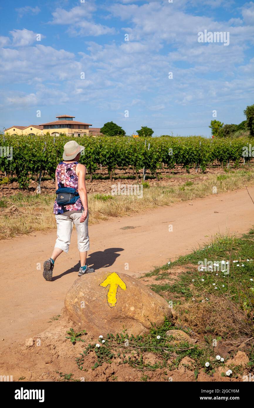Pilgrims hiking through La Rioja while walking the Camino de Santiago ...