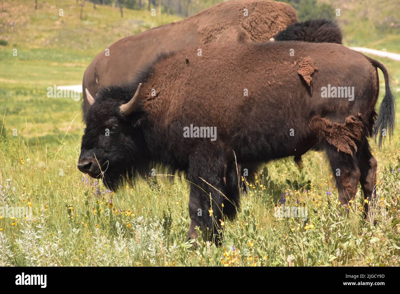 Young bison grazing in a field with wildflowers in the summer Stock ...