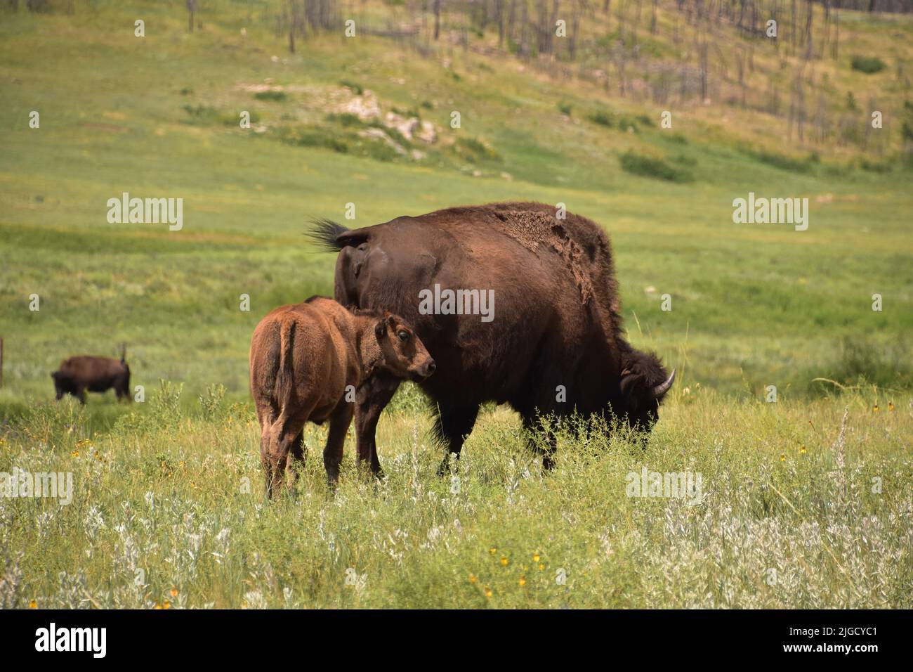 Baby bison calf with it's mother standing in a field grazing Stock ...