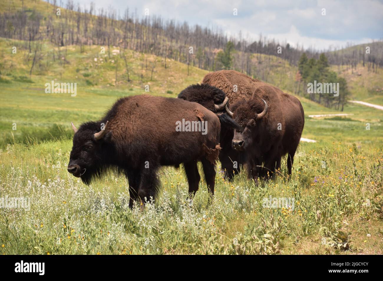 Up close with a trio of American Buffalo in a very large field Stock ...