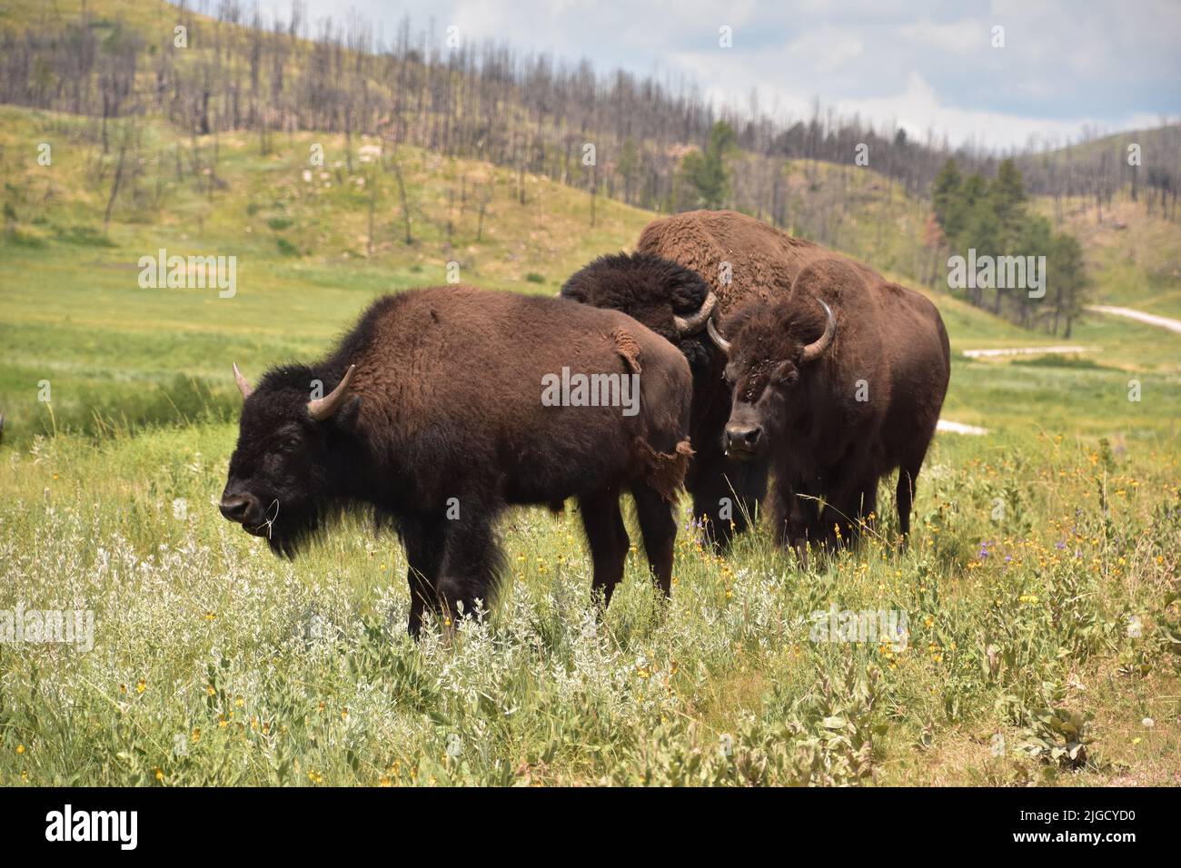 Three buffalos gathered together in a grass field in South Dakota Stock ...