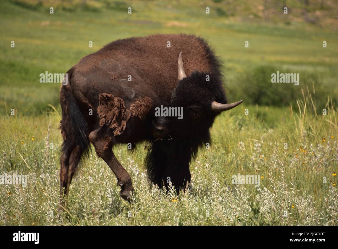 Cute young American buffalo scratching an itch while in a field Stock ...