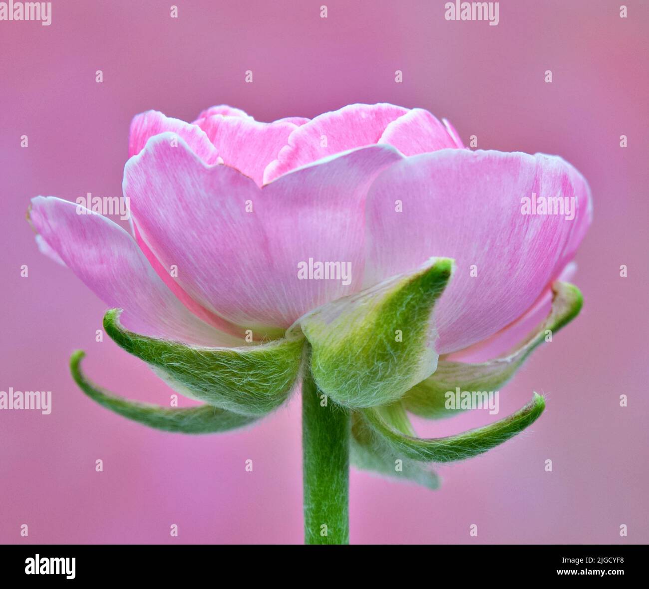 Pink ranunculus flower hi-res stock photography and images - Alamy