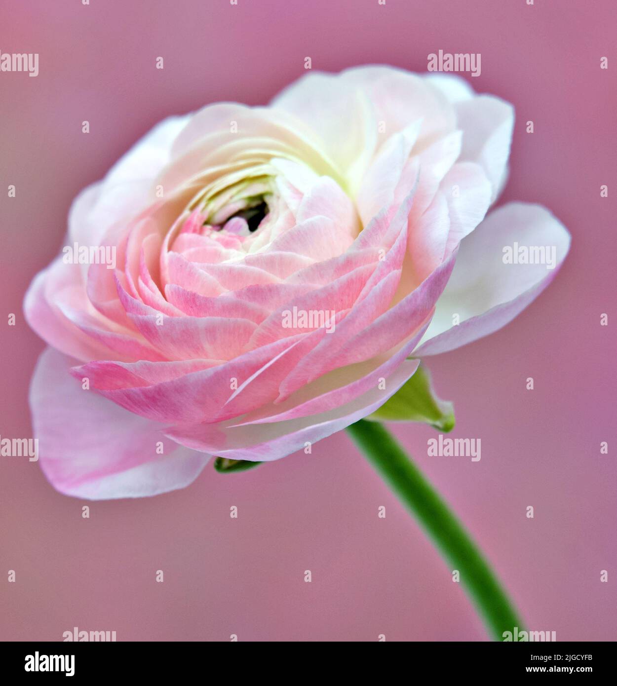 A pink and white Ranunculus against pink background Stock Photo - Alamy