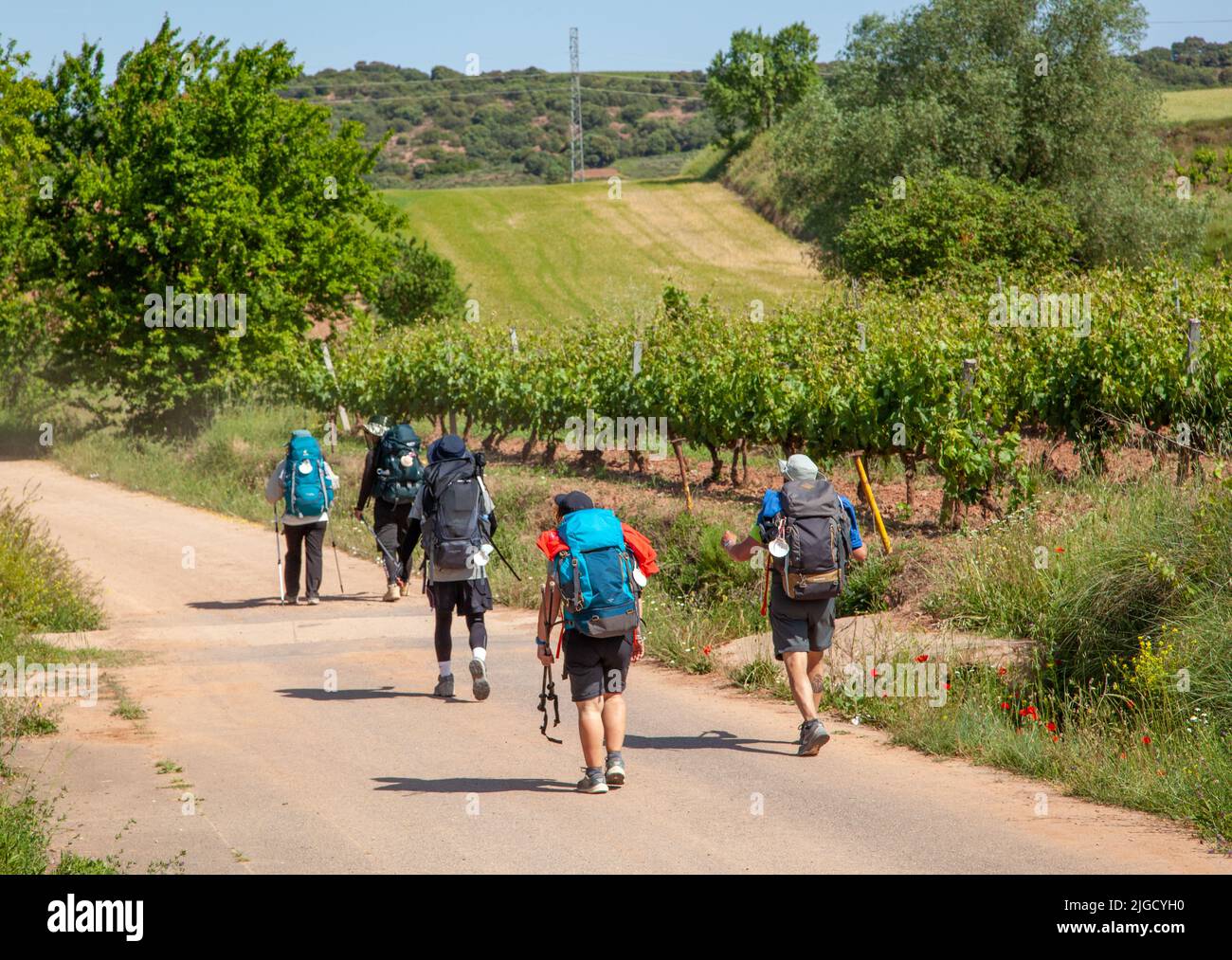 Pilgrims hiking through La Rioja vineyards while walking the Camino de ...