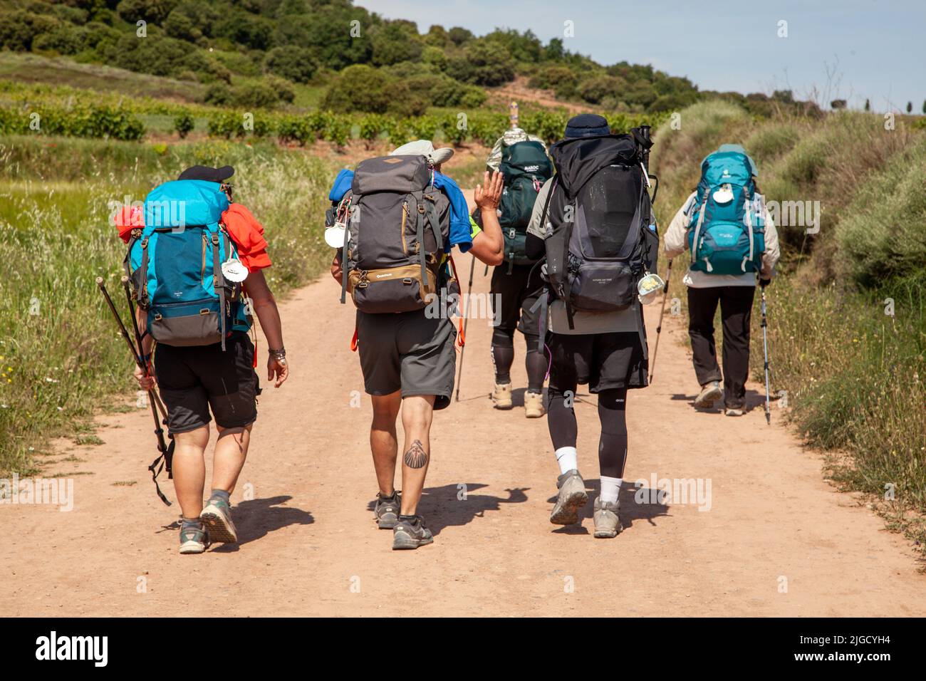Pilgrims hiking through La Rioja vineyards while walking the Camino de ...