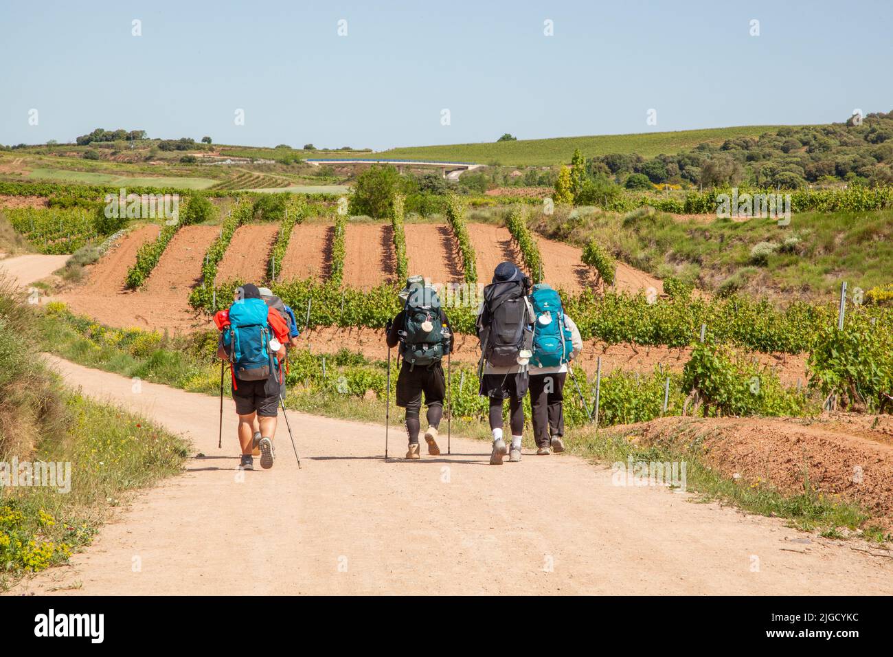 Pilgrims hiking through La Rioja vineyards while walking the Camino de ...