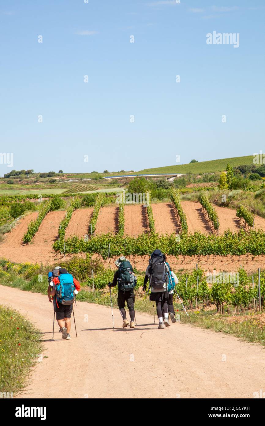 Pilgrims hiking through La Rioja vineyards while walking the Camino de ...