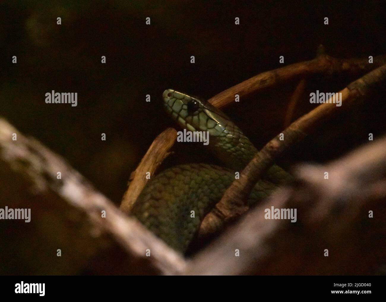 Deadly poisonous green scaley snake poised to attack and strike Stock ...