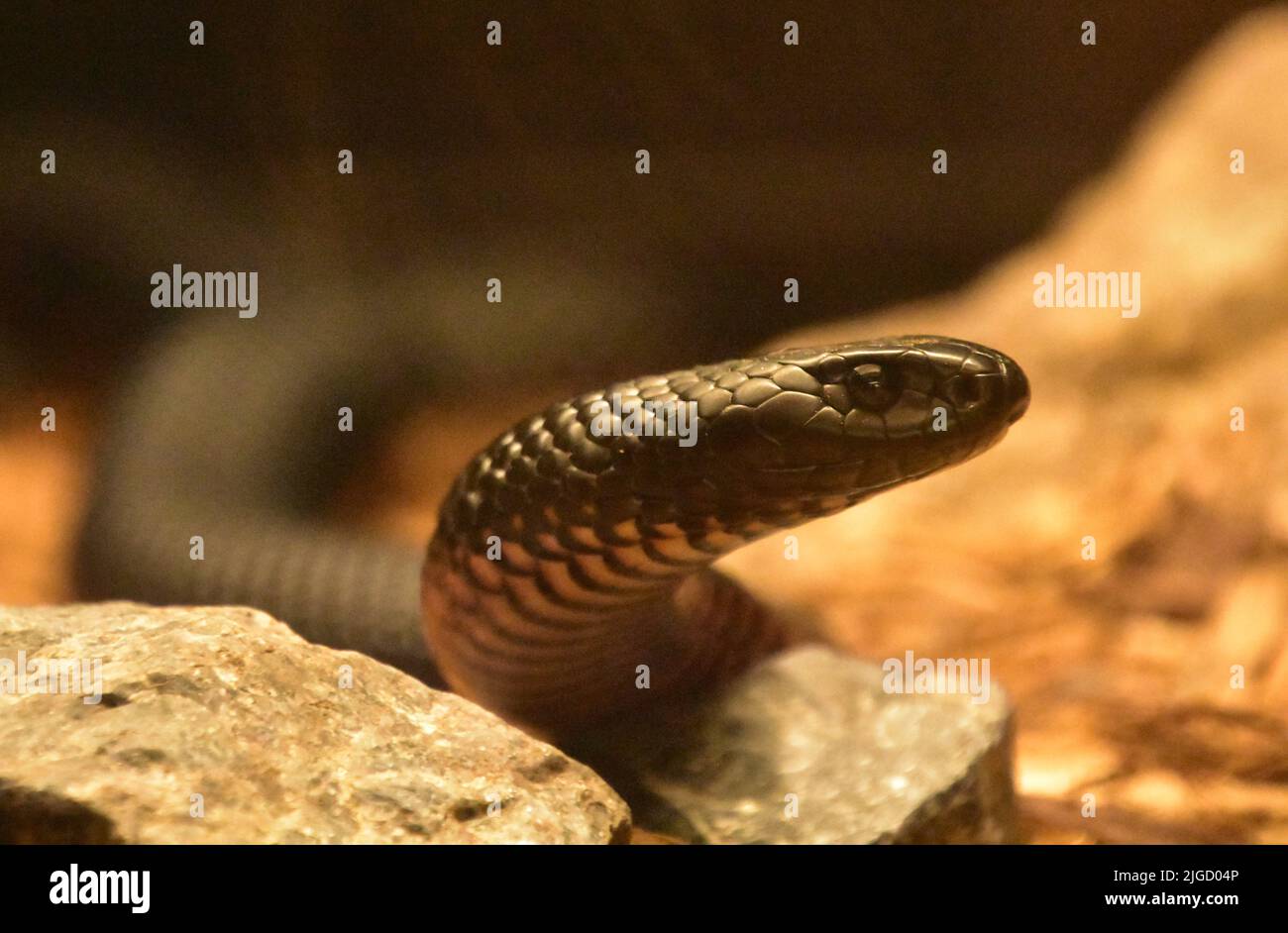 Dangerous close up look at a deadly black snake ready to strike Stock ...