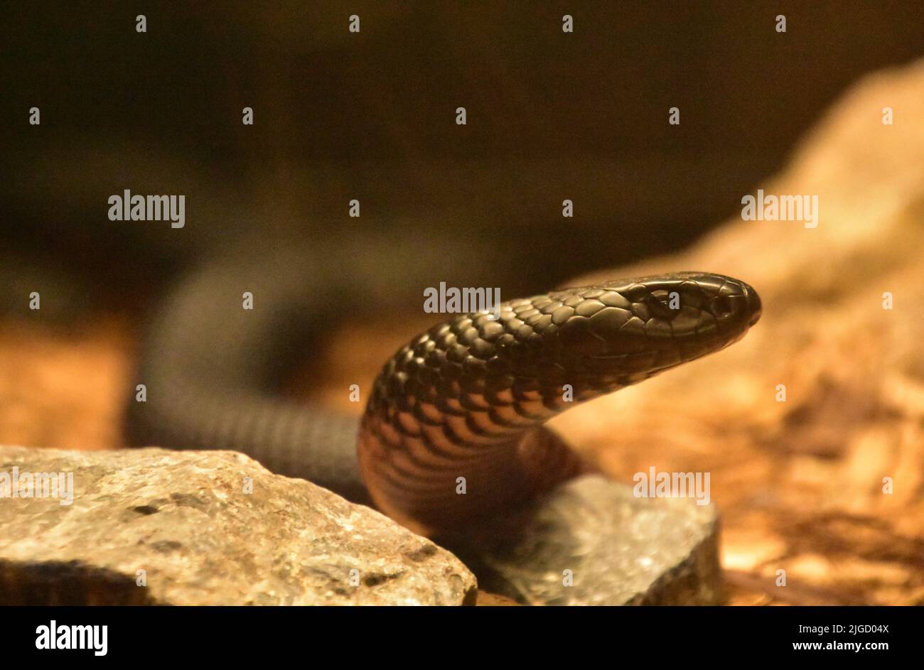 Dangerous black snake with its head raised up and poised to strike ...