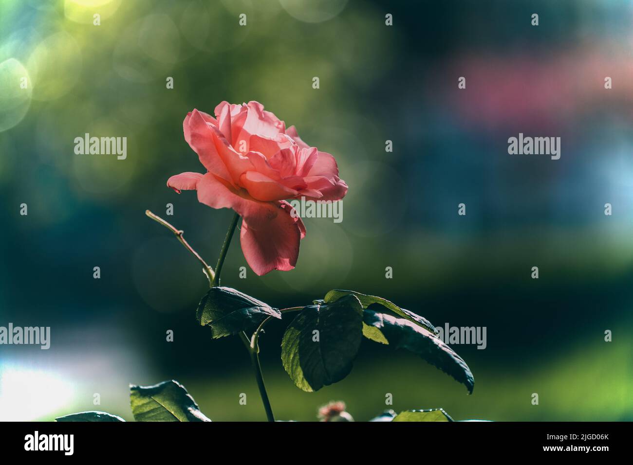 Large bud pink garden rose hi-res stock photography and images - Alamy