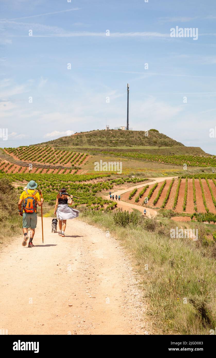 Pilgrims hiking through La Rioja vineyards while walking the Camino de ...