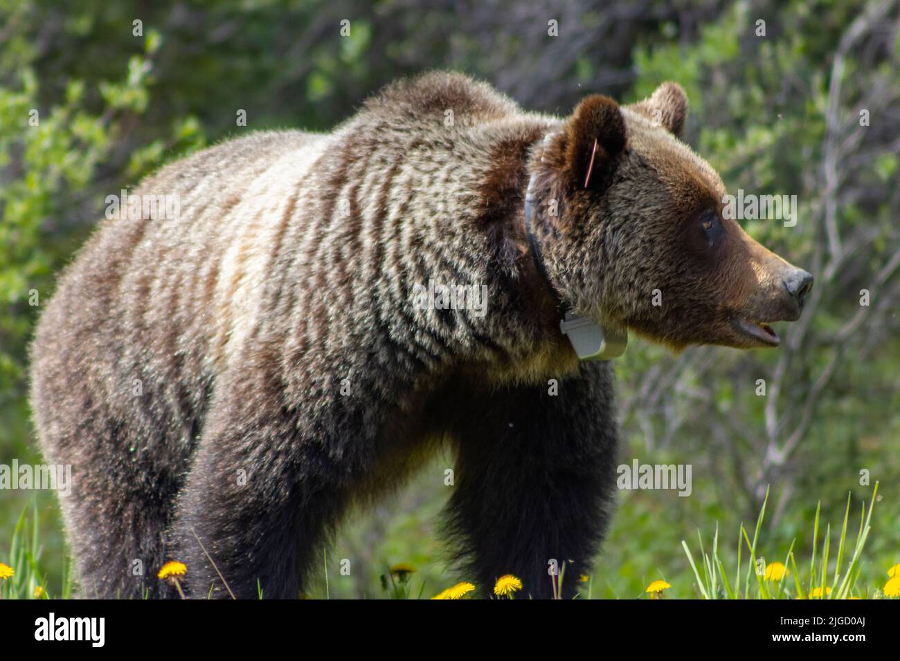 brown grizzly bear with tracking collar on Stock Photo - Alamy