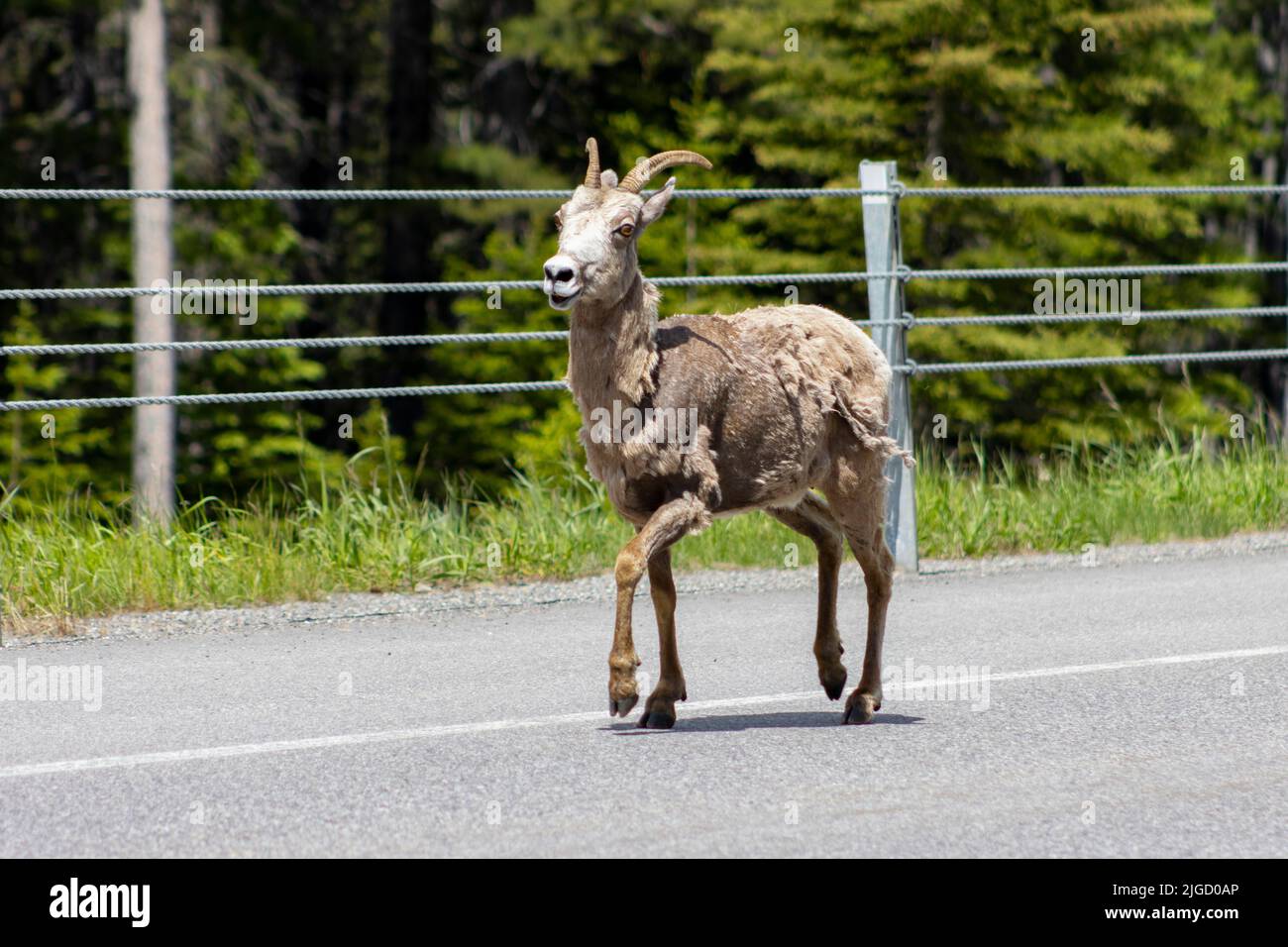 small bighorn sheep walking down road Stock Photo - Alamy