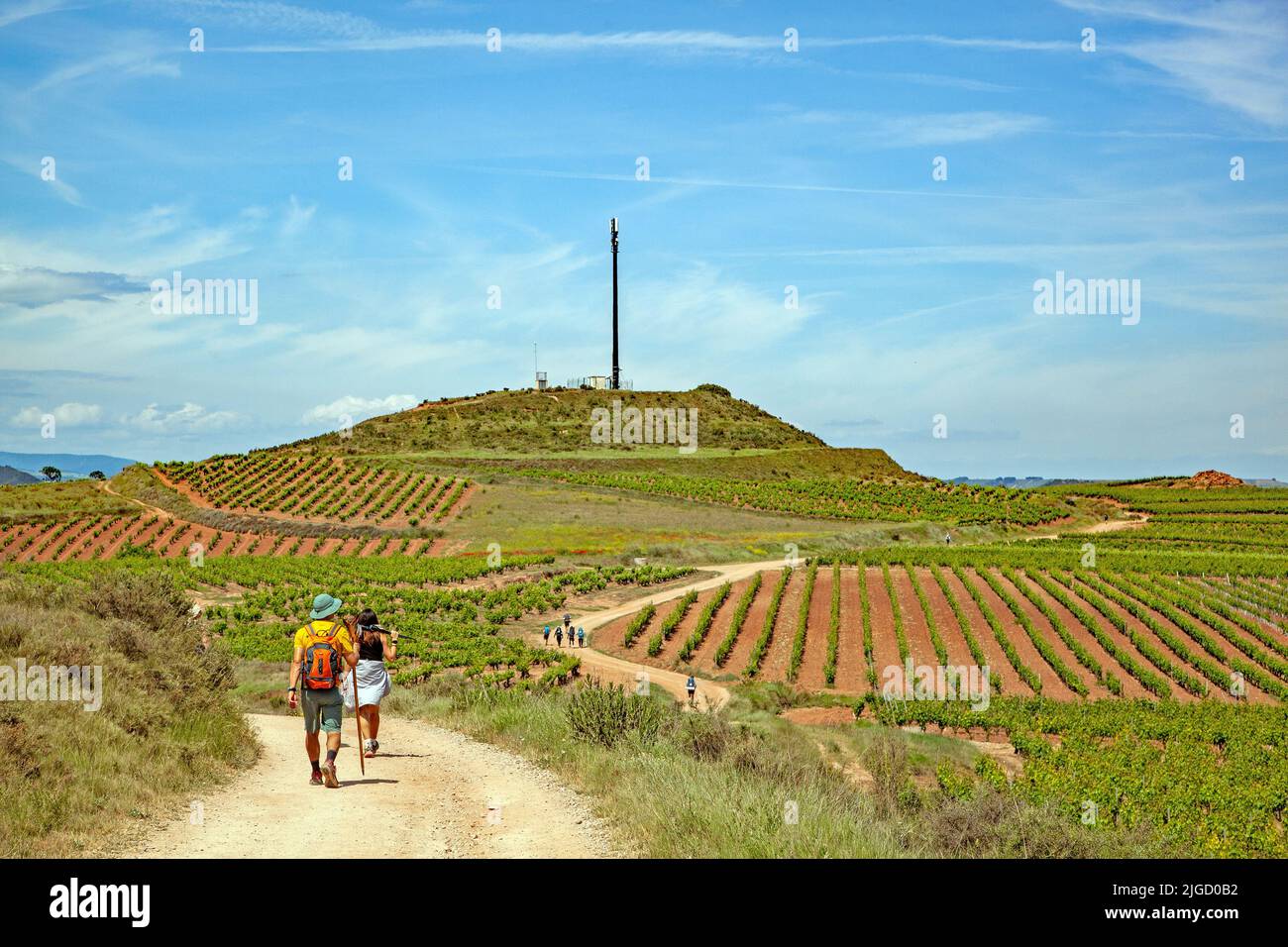 Pilgrims hiking through La Rioja vineyards while walking the Camino de ...