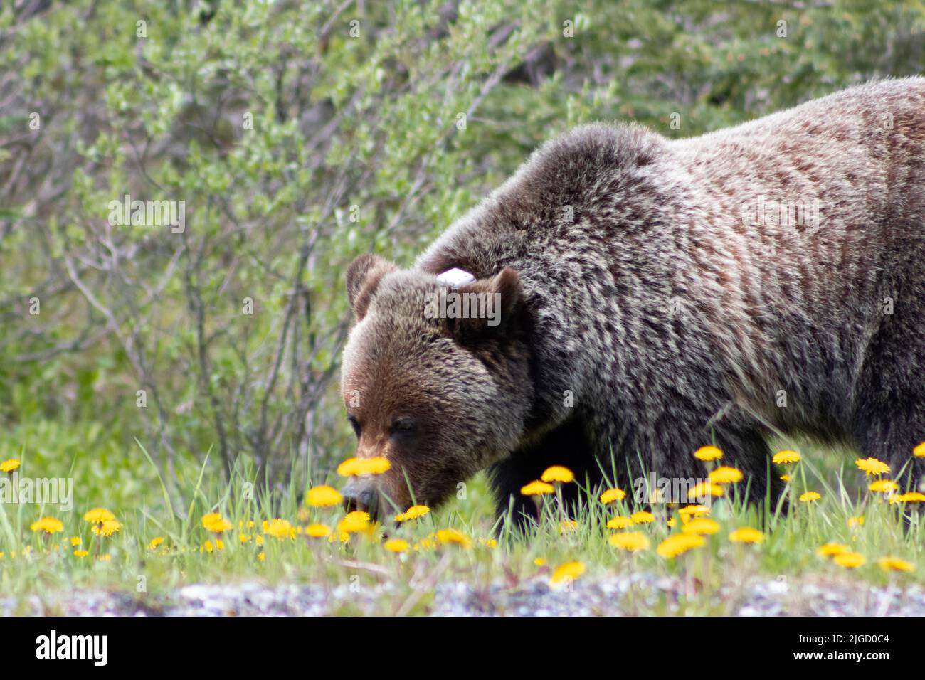 grizzly bear wandering through dandelions Stock Photo - Alamy