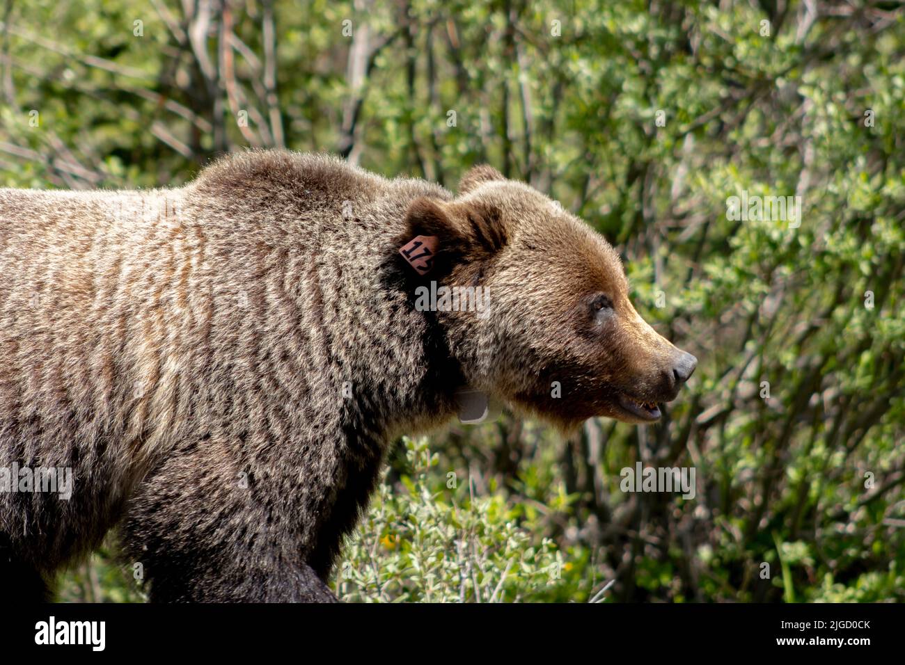 side profile of grizzly bear in front of green trees Stock Photo - Alamy