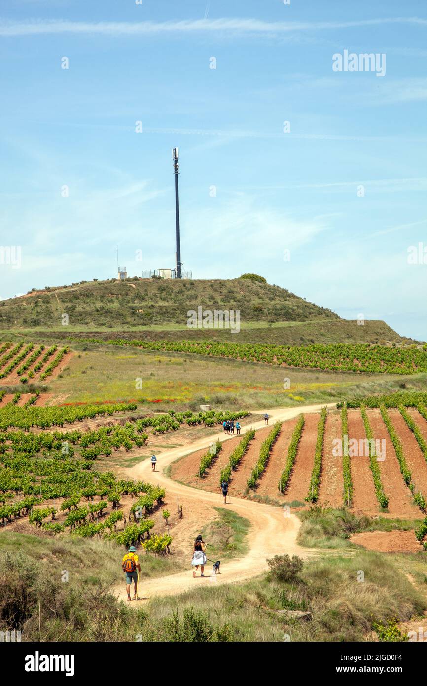 Pilgrims hiking through La Rioja vineyards while walking the Camino de ...