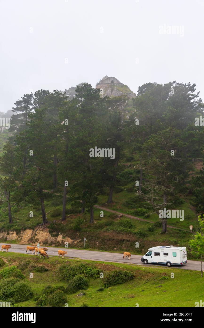 Cows on road asturias hi-res stock photography and images - Alamy