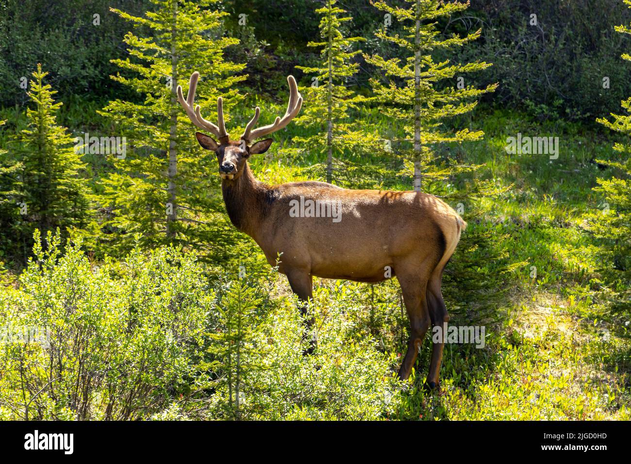 male deer with rack side profile facing camera among trees Stock Photo ...