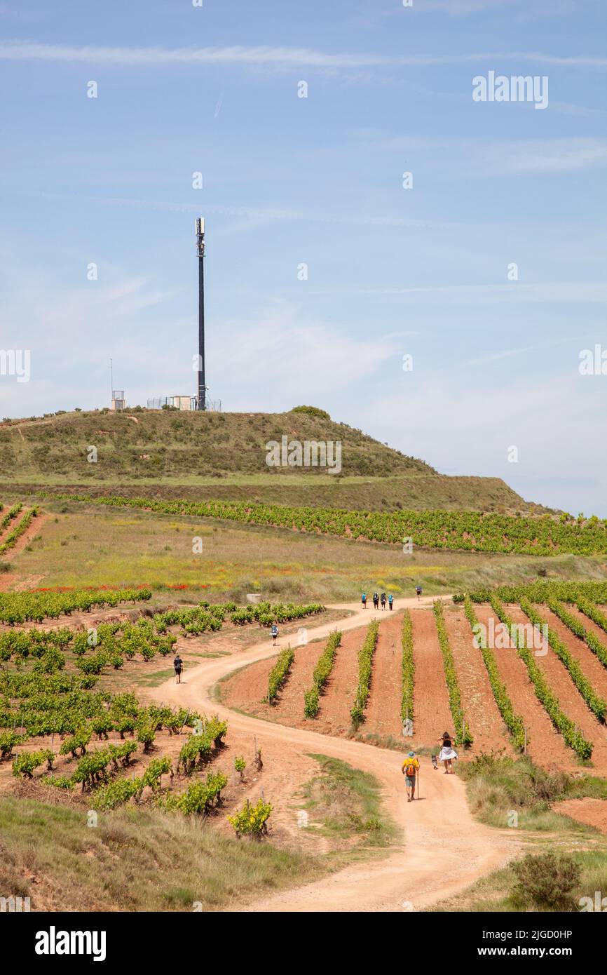 Pilgrims hiking through rioja vineyards while walking the Camino de ...