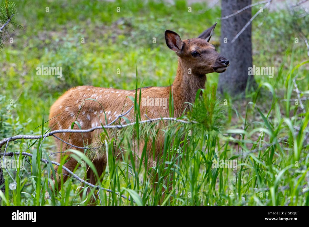 Baby elk hi-res stock photography and images - Alamy