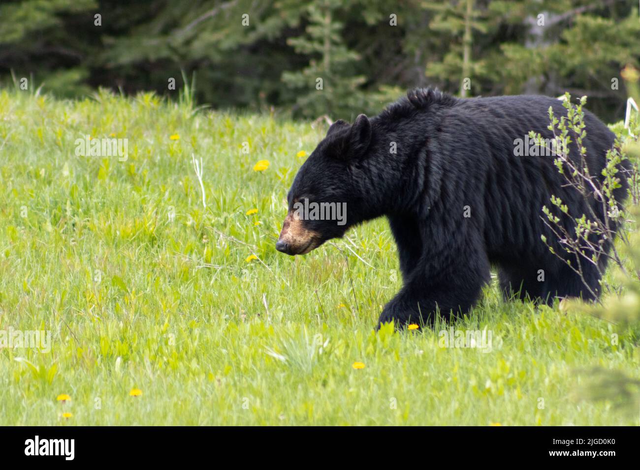 Black bear in side profile hi-res stock photography and images - Alamy
