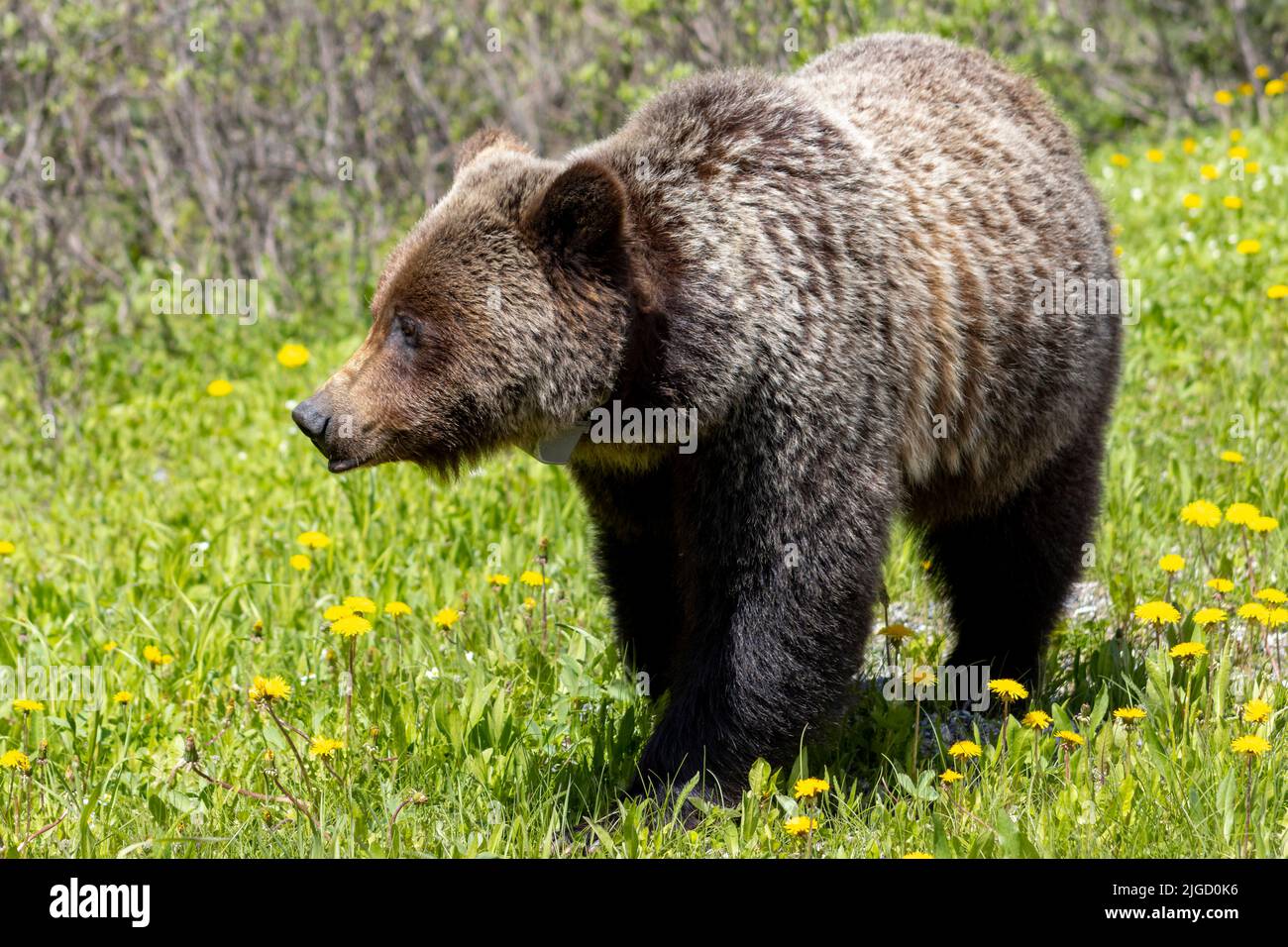 grizzly bear wandering through dandelions Stock Photo - Alamy