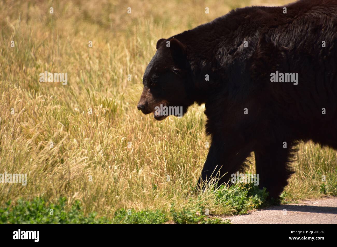 Large shaggy black bear in a field with long grasses Stock Photo - Alamy