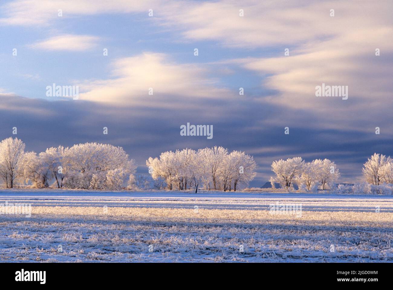 New mexico trees hi-res stock photography and images - Alamy
