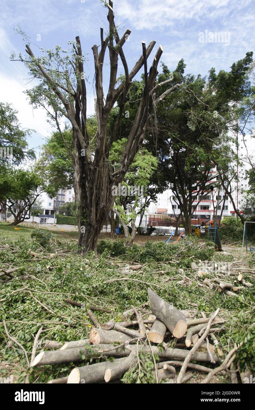 salvador, bahia, brazil - september 24, 2016: Trees are seen after ...