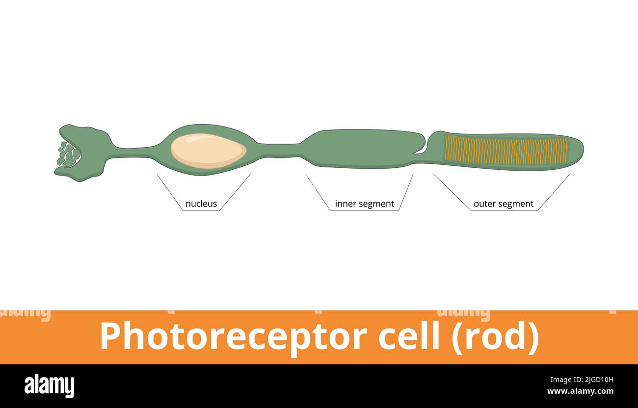 Rod photoreceptor cells Stock Vector Images - Alamy