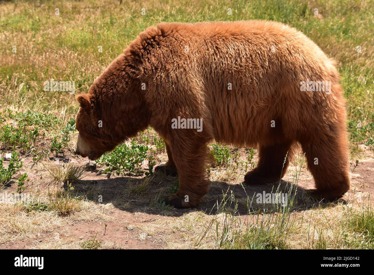 Large wild shaggy brown bear walking along and smelling the ground ...