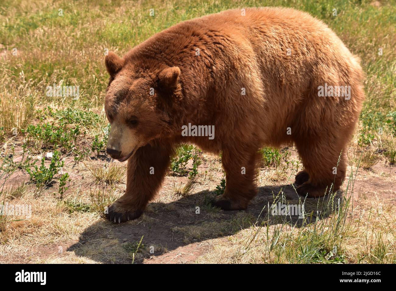 Fantastic close up of a brown black bear in a grass field Stock Photo - Alamy