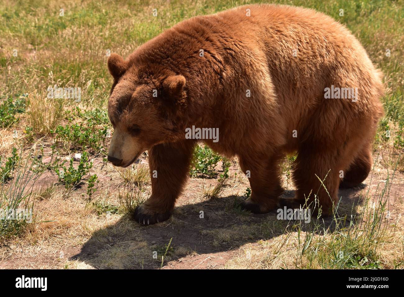 Terrific up close look at a shaggy large brown black bear Stock Photo ... Terrific up close look at a shaggy large brown black bear Stock Photo ...