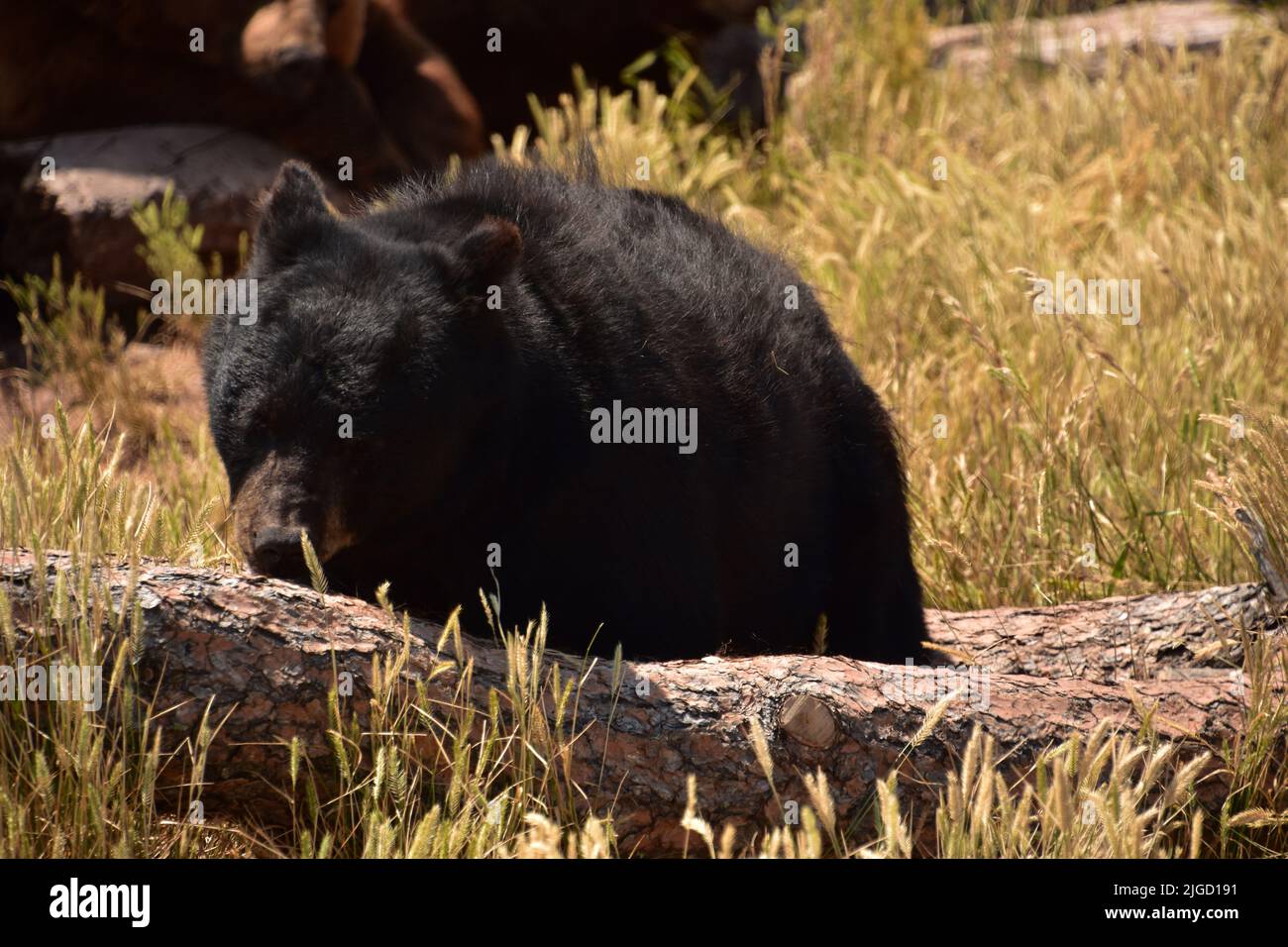 Black bear chewing the bark on a fallen tree in a grass field Stock ...