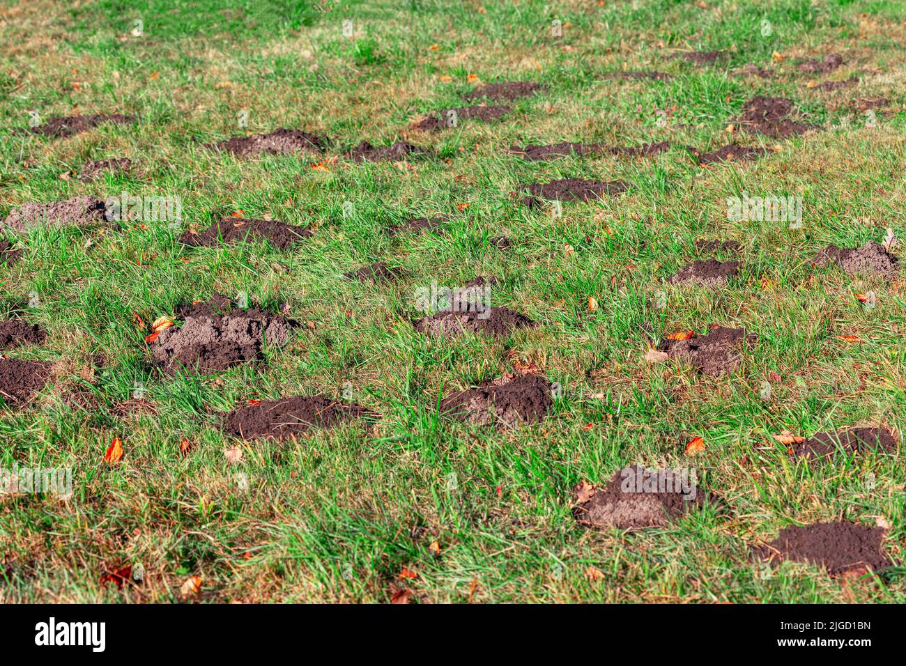 Mole soil piles on the grass meadow Stock Photo - Alamy